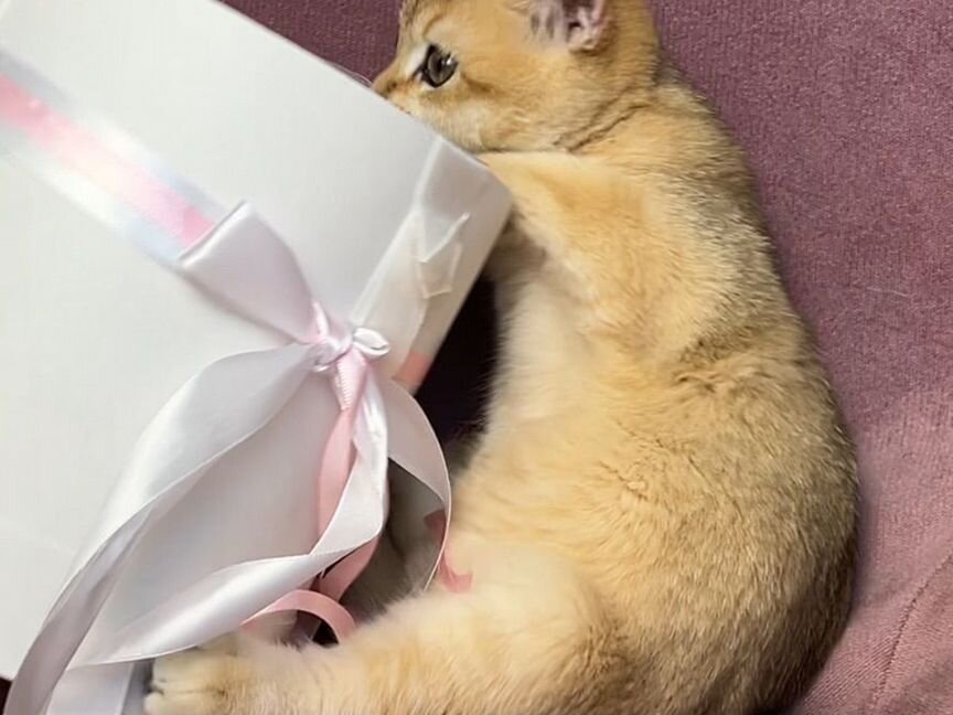 Котенок мальчик британский золотая шиншилла