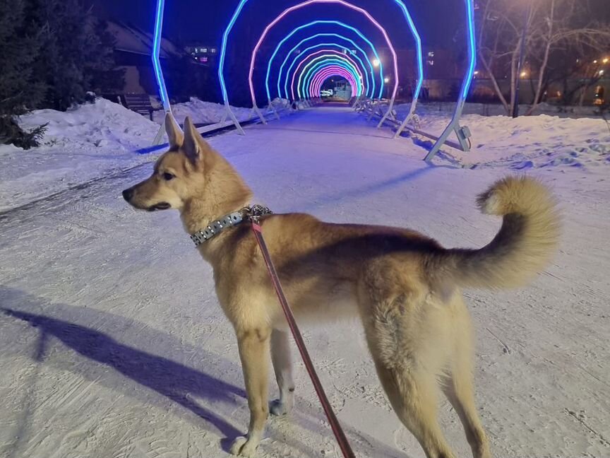 Собака в добрые руки отдам