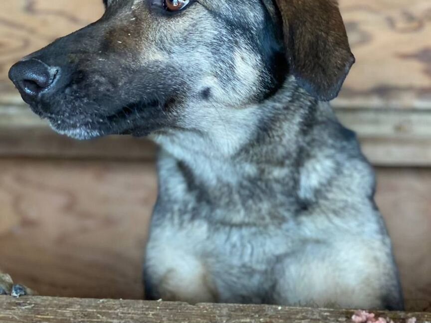 Милли в добрые руки