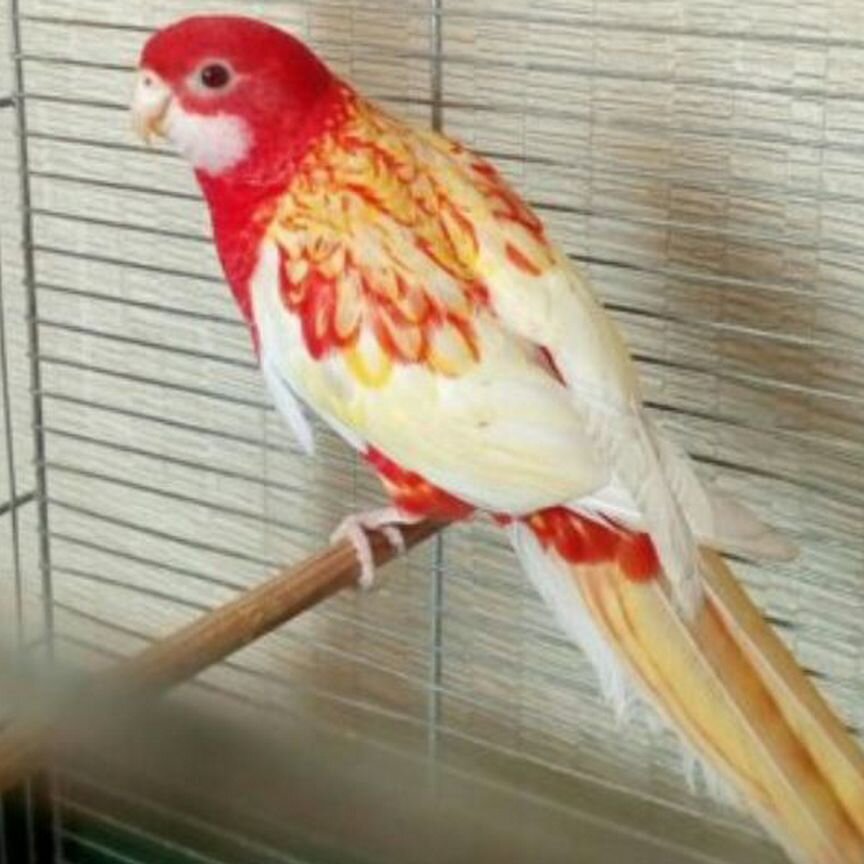 Попугай Розелла и Какарики