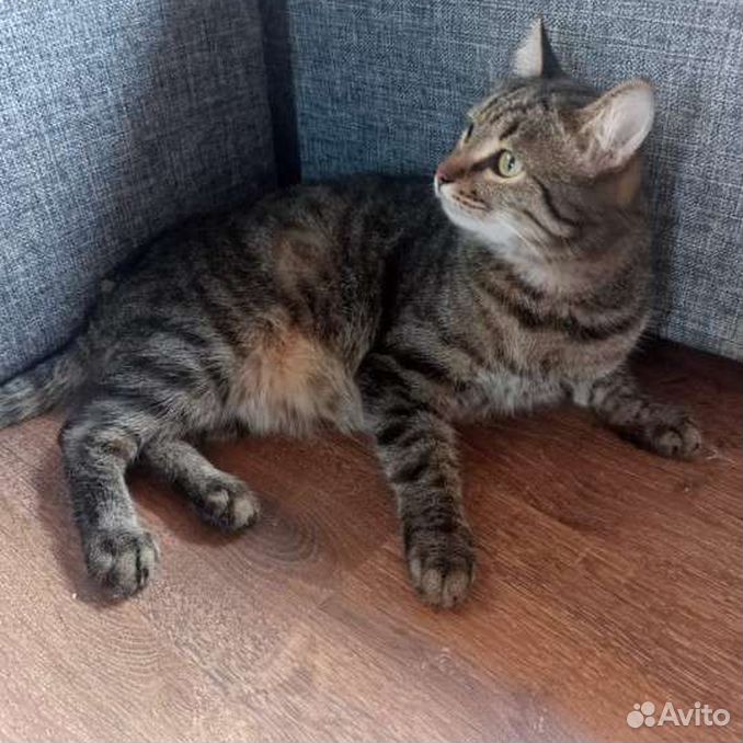 Зеленоглазый Андрюша ищет дом