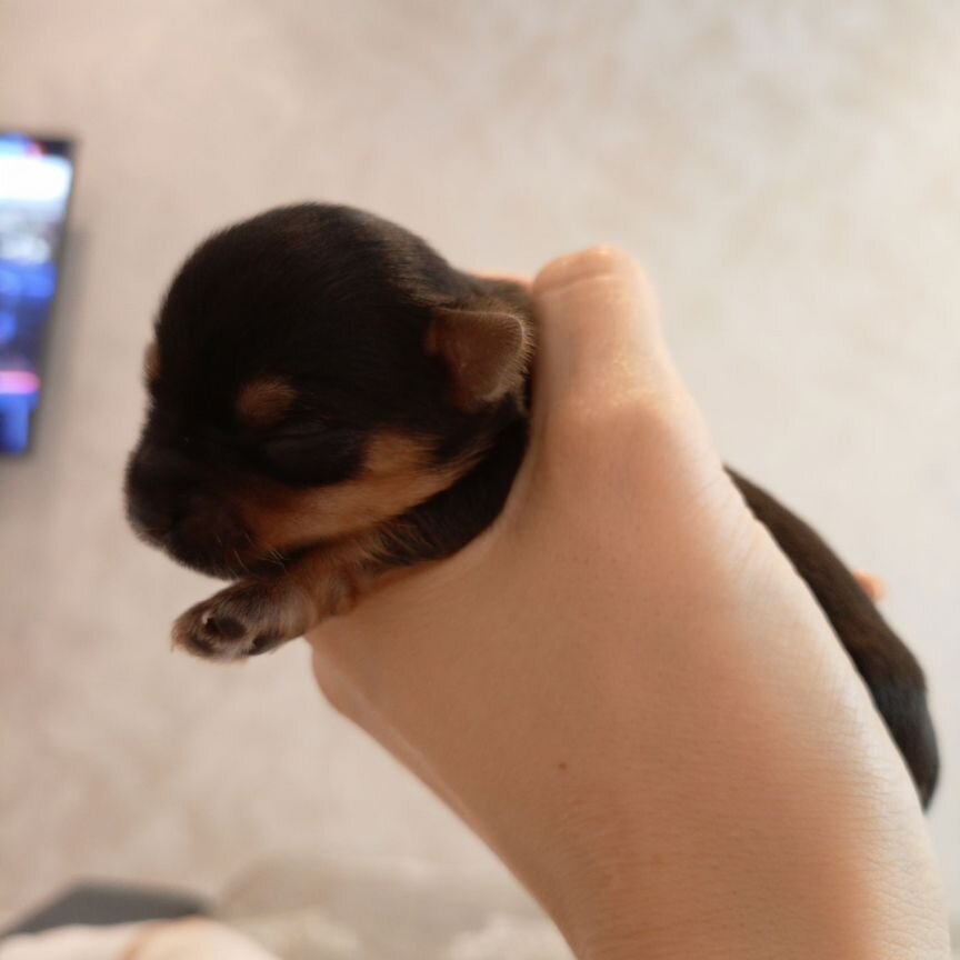 Йоркширский терьер щенки