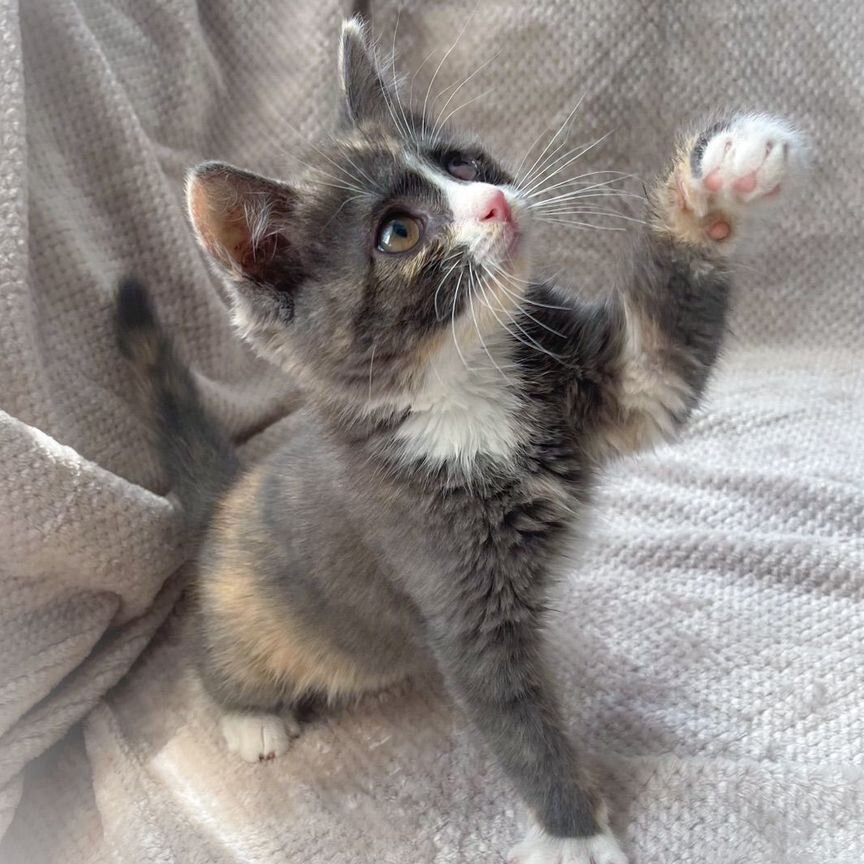 Котёнок в добрые руки