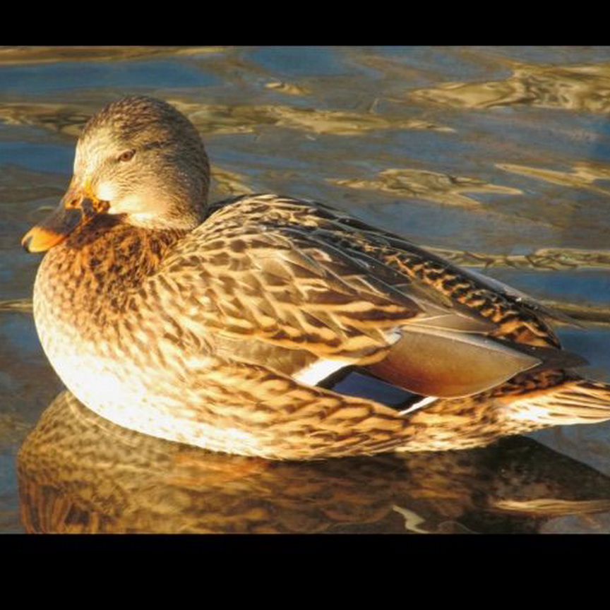 Утка домашняя