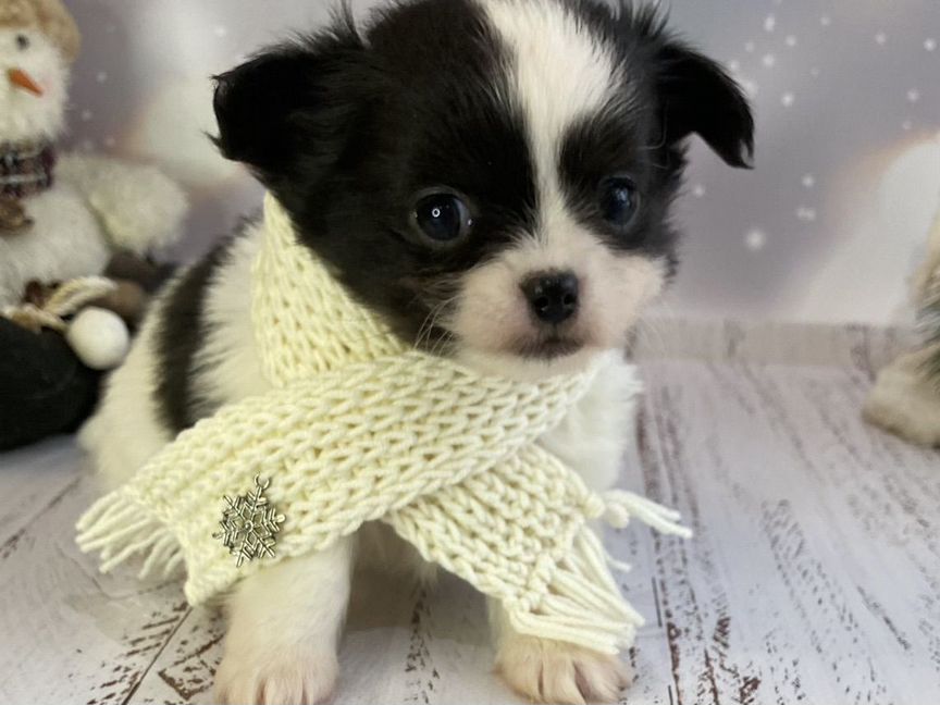 Щенки чихуахуа мальЧишки