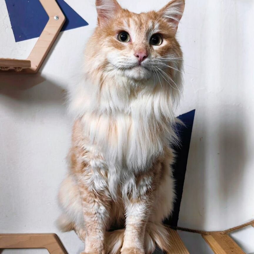 Классный кот Барсик
