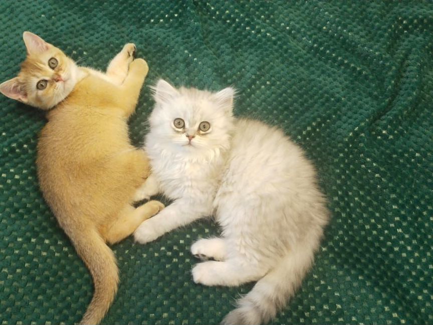 Шотландская кошка