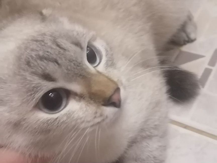 Кошка