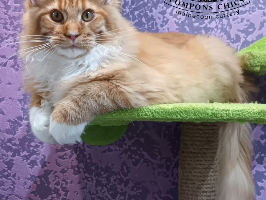 Котята Мейн-Кун