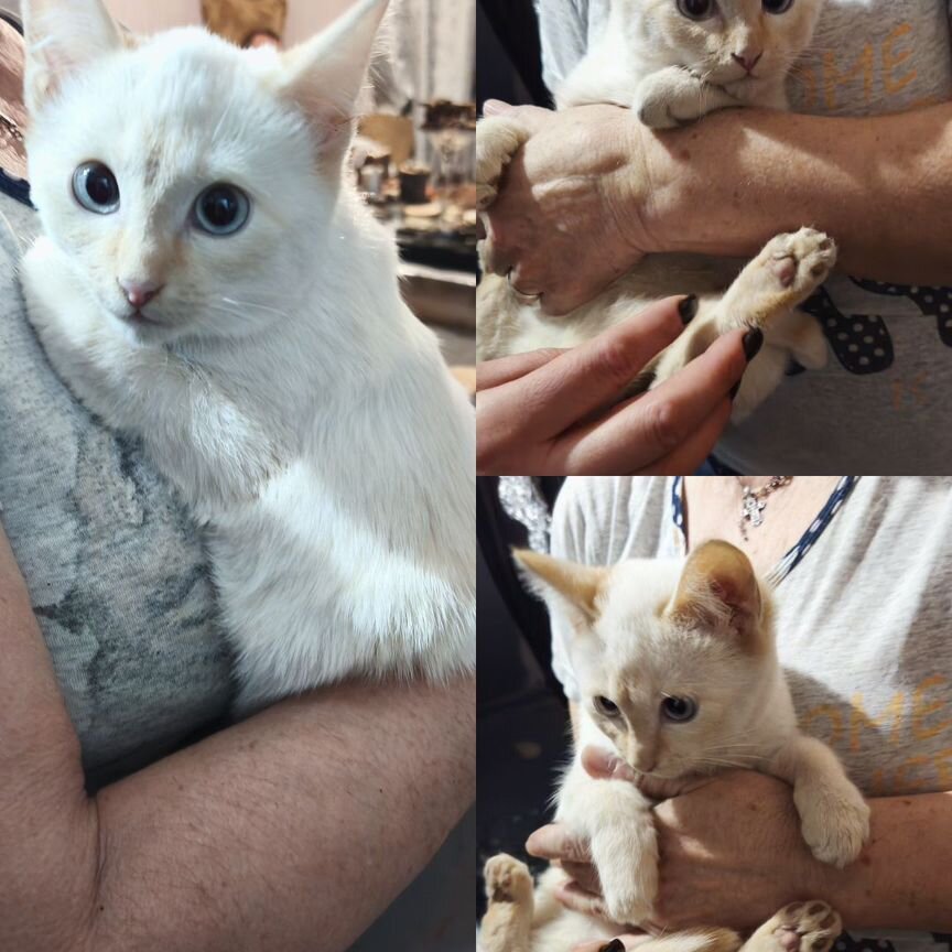 Кошечка