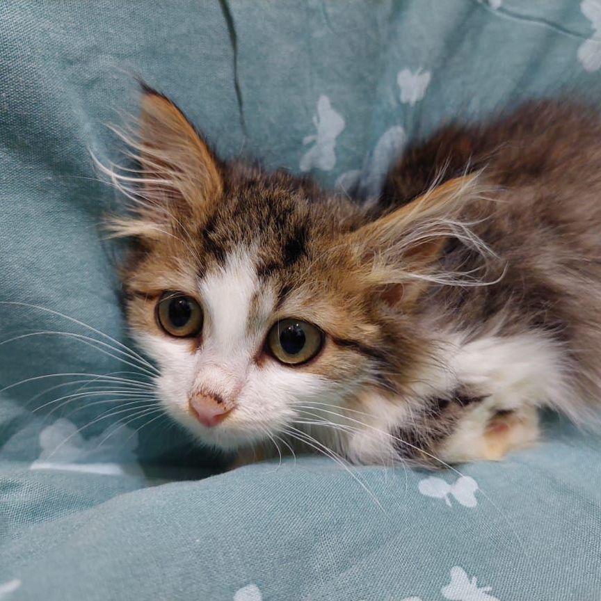 Котенок девочка