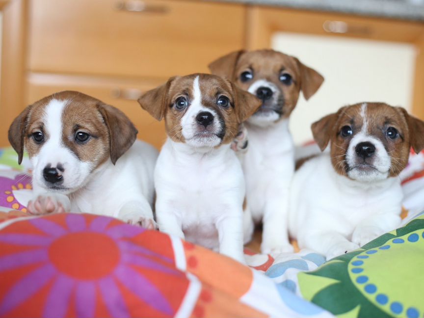 Джек рассел терьер