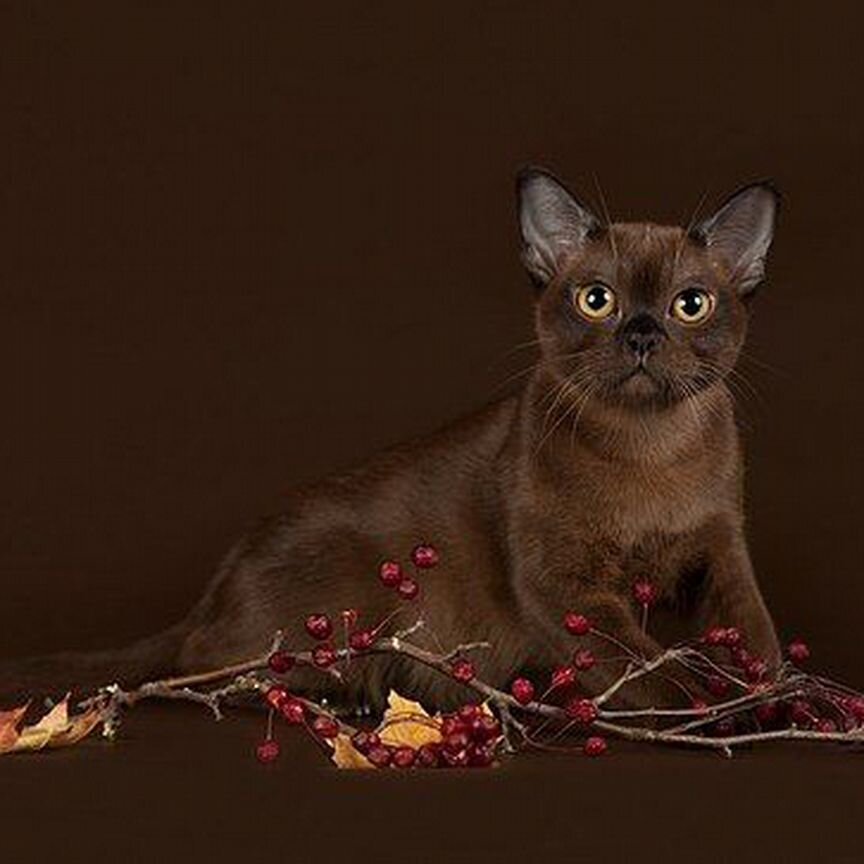 Котенок американской бурмы