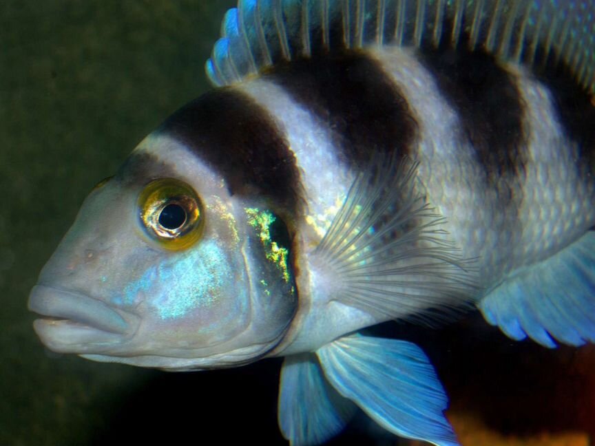 Пятиполосый(третоцефалус) лампрологус