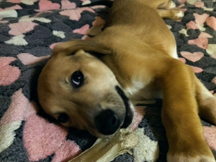 Щенок Степан в самые добрые ручки