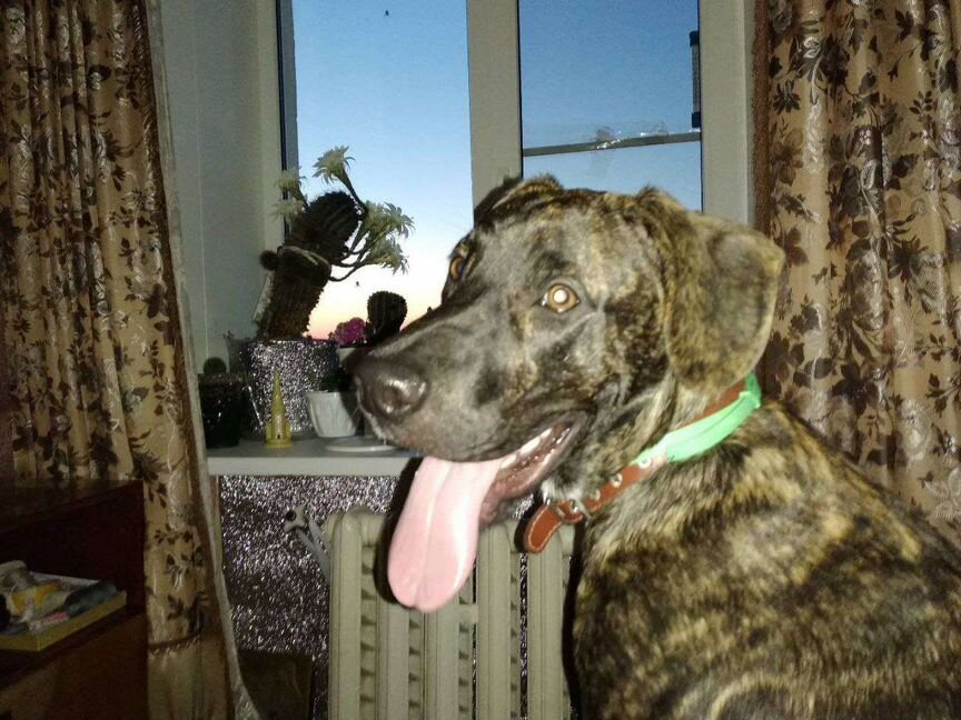 Собака в добрые руки отдам бесплатно