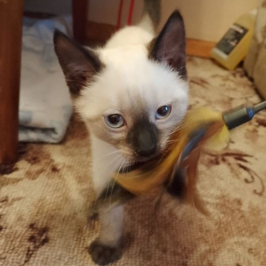 Сиамский котёнок