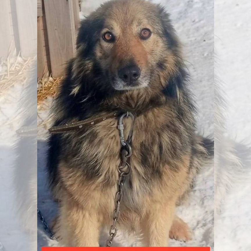 Взрослая собака в добрые руки