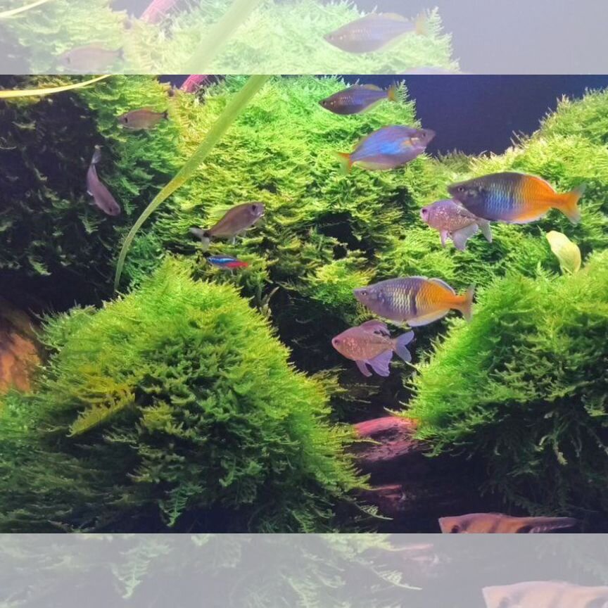 Яванский мох для аквариума. Прополка