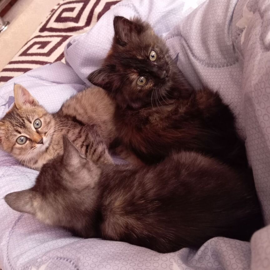 Котята в добрые руки