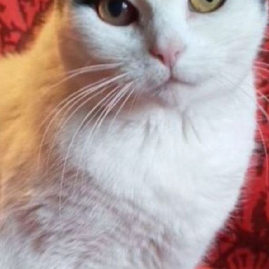 Белочка ищет семью