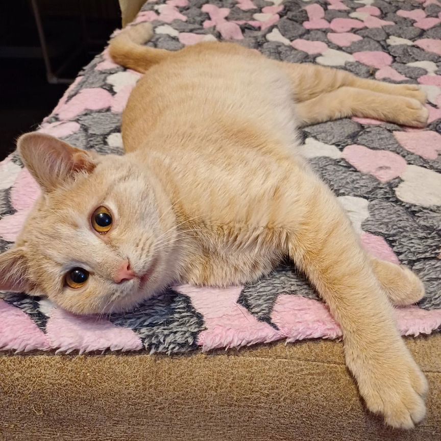 Котик в добрые руки