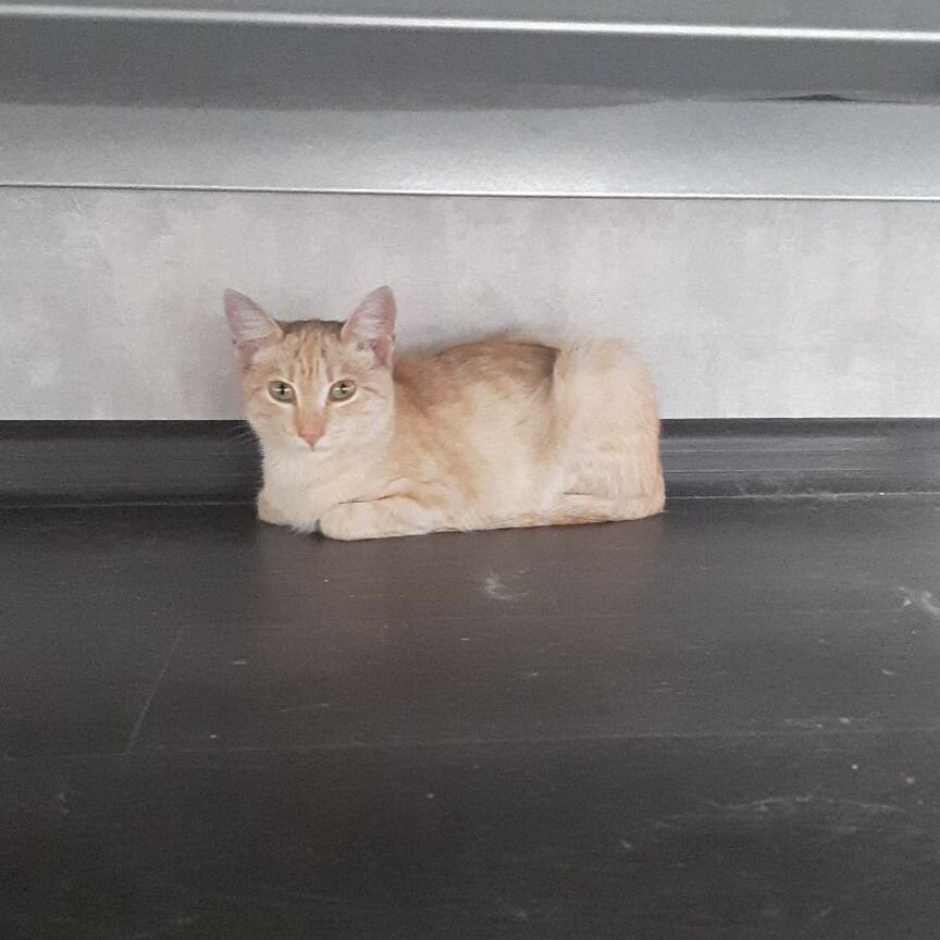 Котено мальчик 5 мес