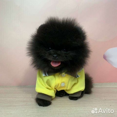 Померанский шпиц