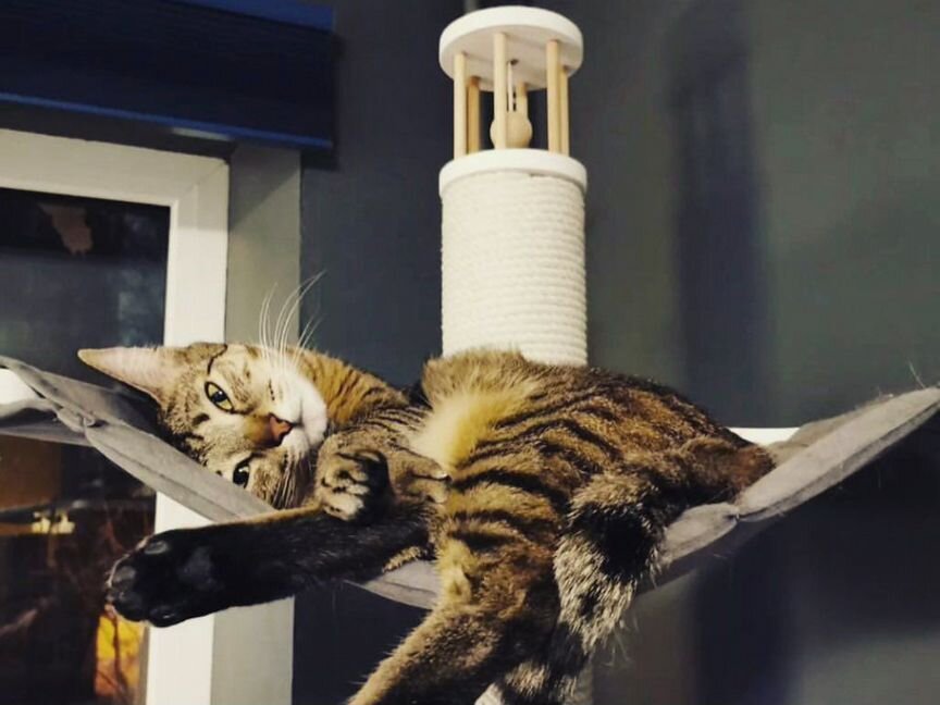 Когтеточка для кошки