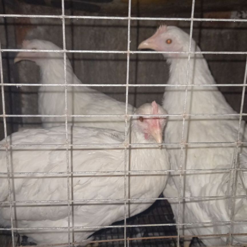 Куры молодки несушки домашние