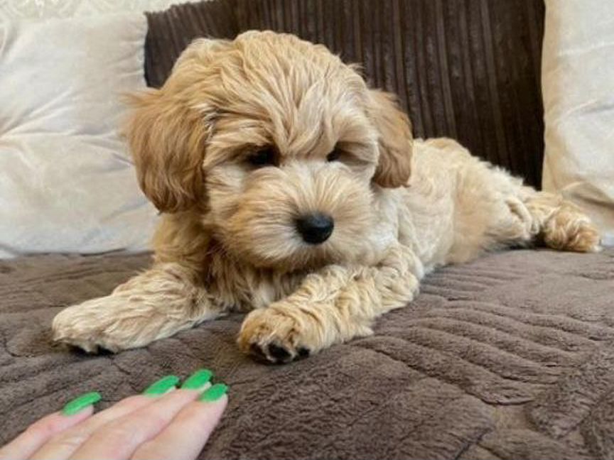 Щенки мальтипу f1 мини