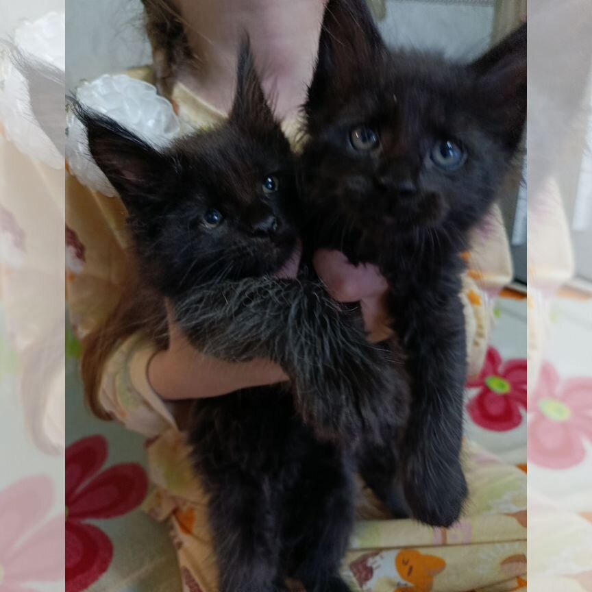 Мейн-кун котёнок