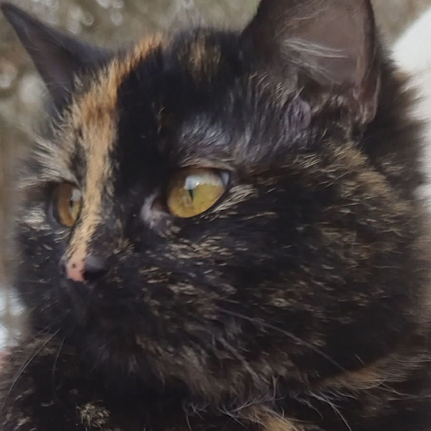 Бездомная кошечка