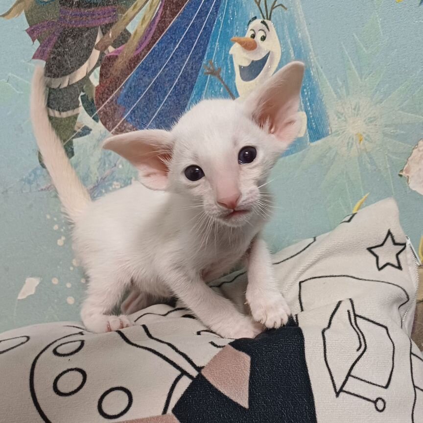 Ориентальные котята экстрим