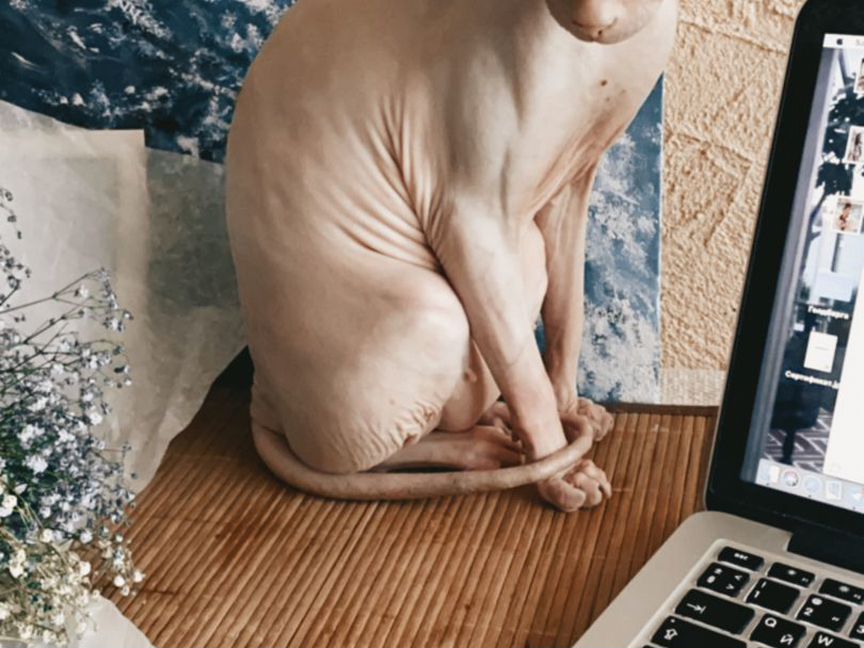 Кошка Сфинкс в добрые руки