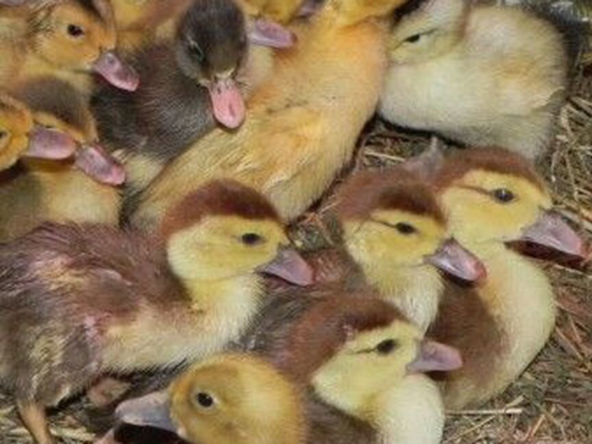 Утята индоутки