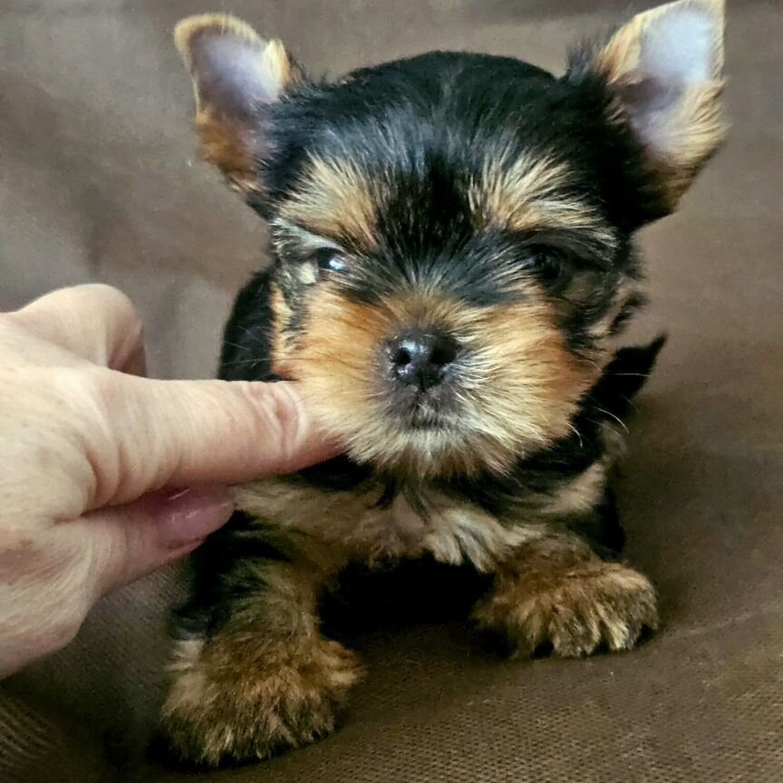 Кобелёк йорка