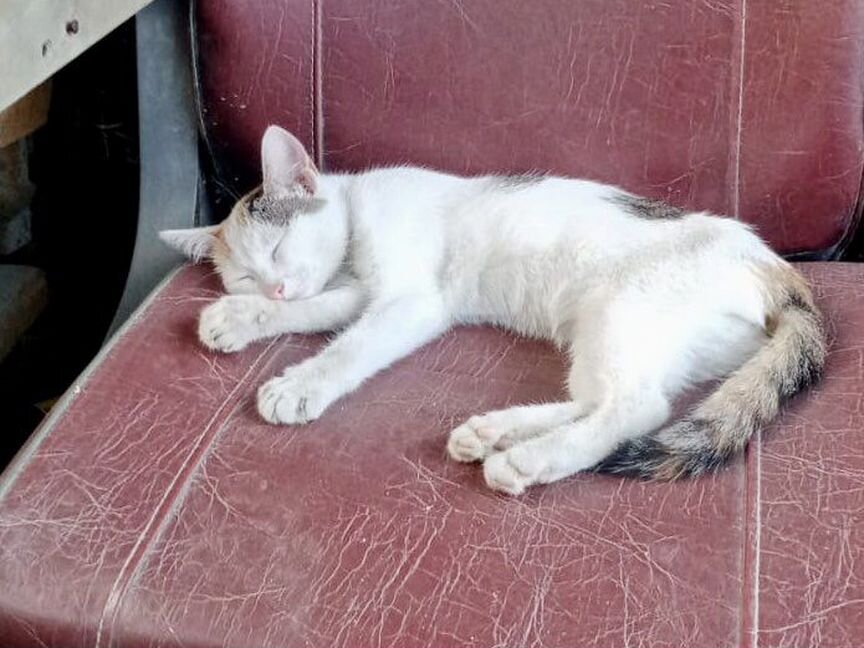 Котенок в добрые руки