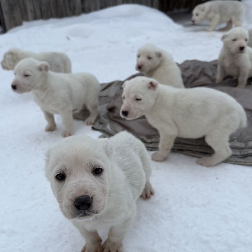 Среднеазиатская овчарка, щенок
