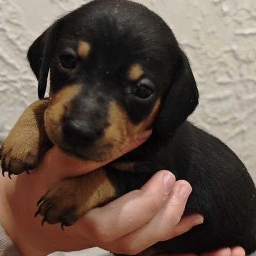 Такса, щенок