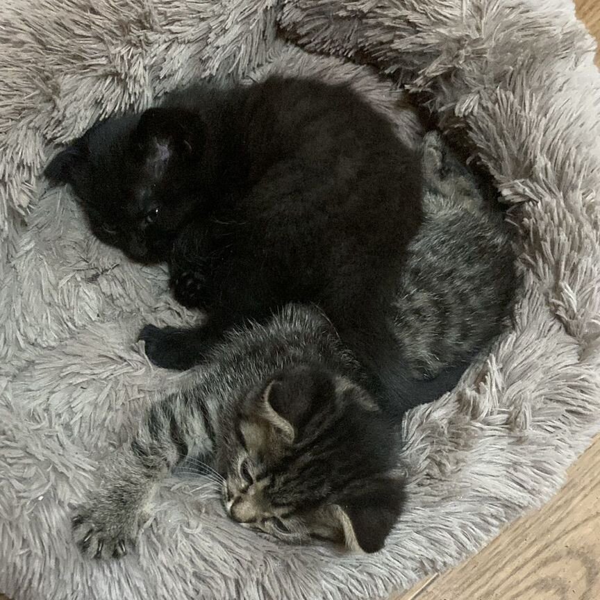 Котята в добрые руки бесплатно коты