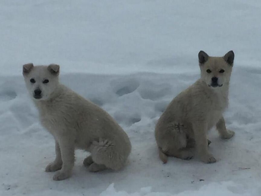 Щенки в хорошую семью бесплатно