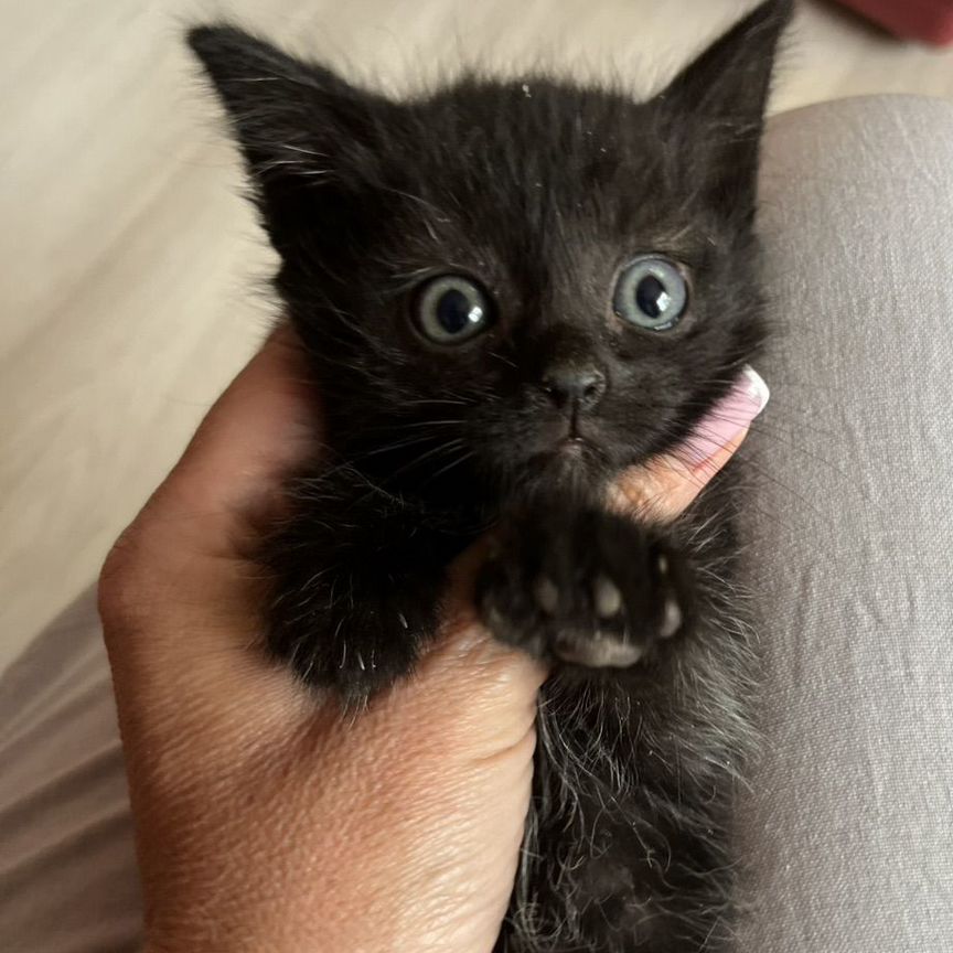 Котёнок в добрые руки