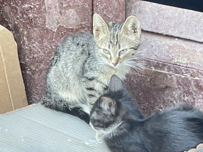 Котята в добрые руки