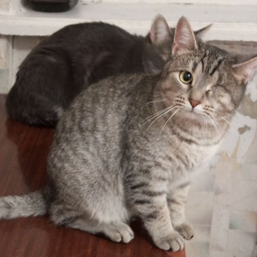 Кошечка