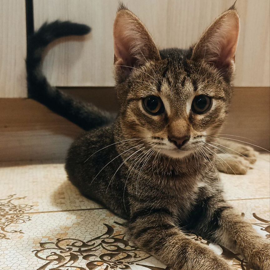 Котята