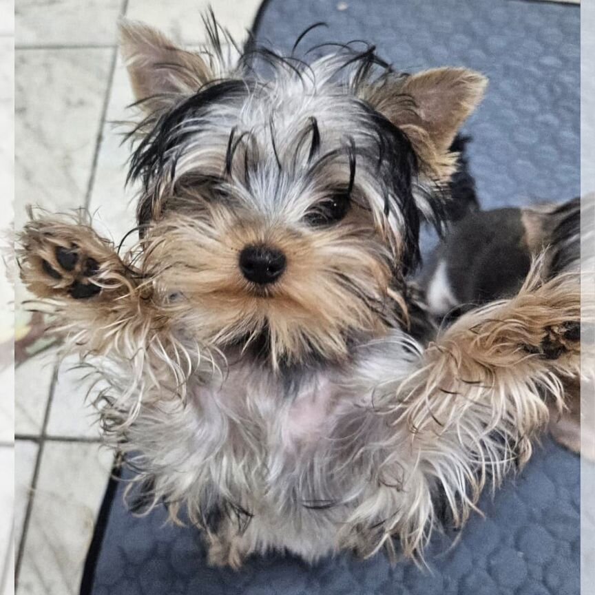 Йоркширский терьер мини