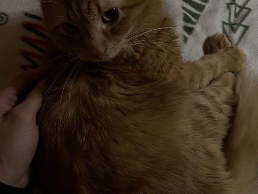 Кот