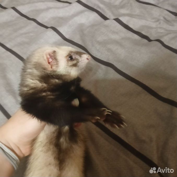 Хорек с клеткой