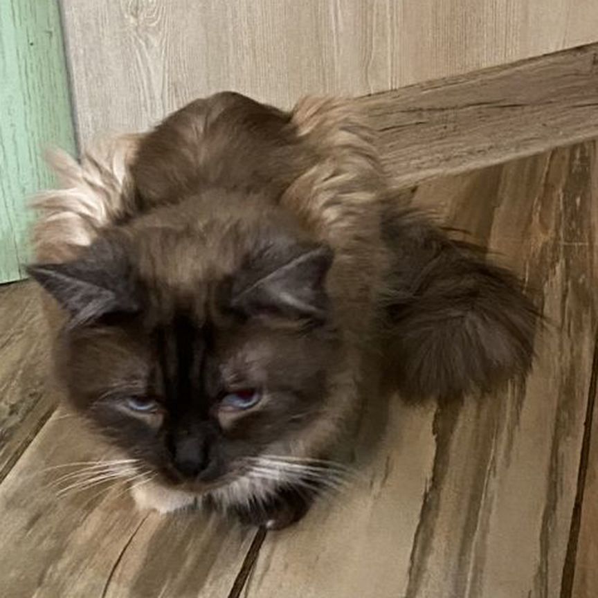 Отдам кота в добрые руки Москва